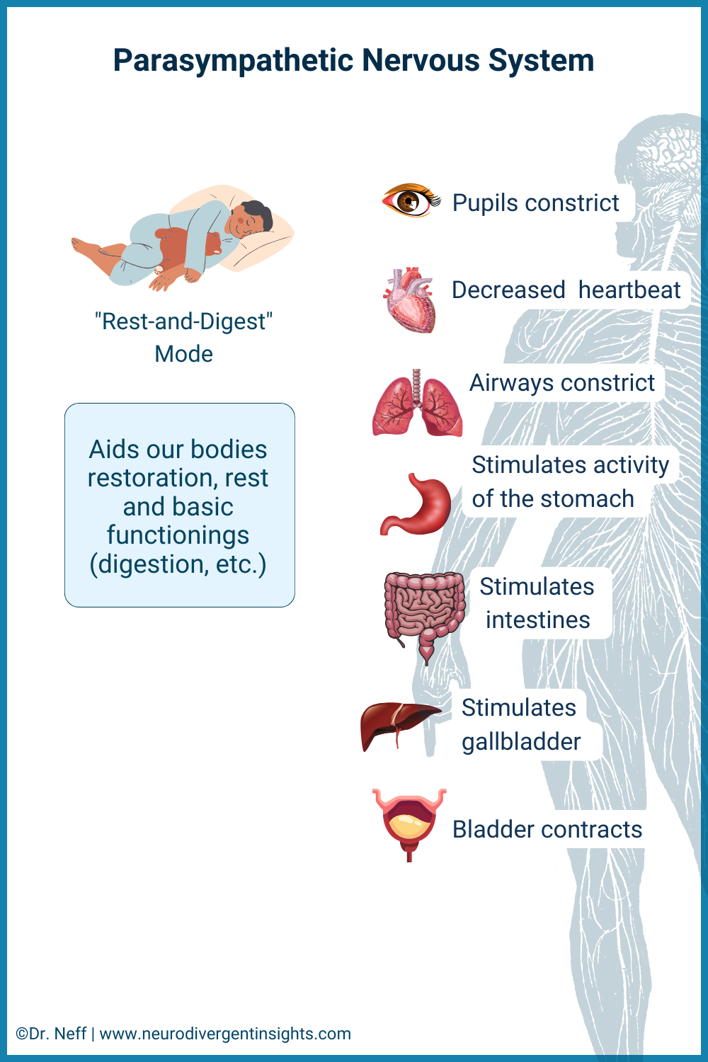 Dorsal Vagal Shutdown: How to Identify Shutdown