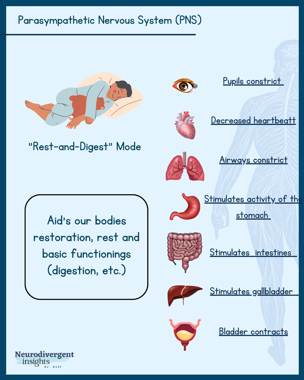 The Autistic and ADHD Nervous System | NDI