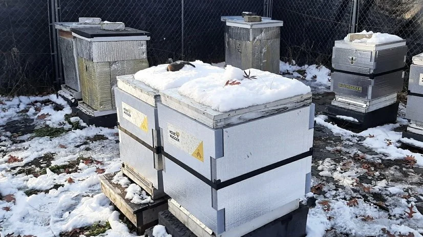 MINNESOTA HONEY BEE WORKSHOP — LITTLE WILDERNESS