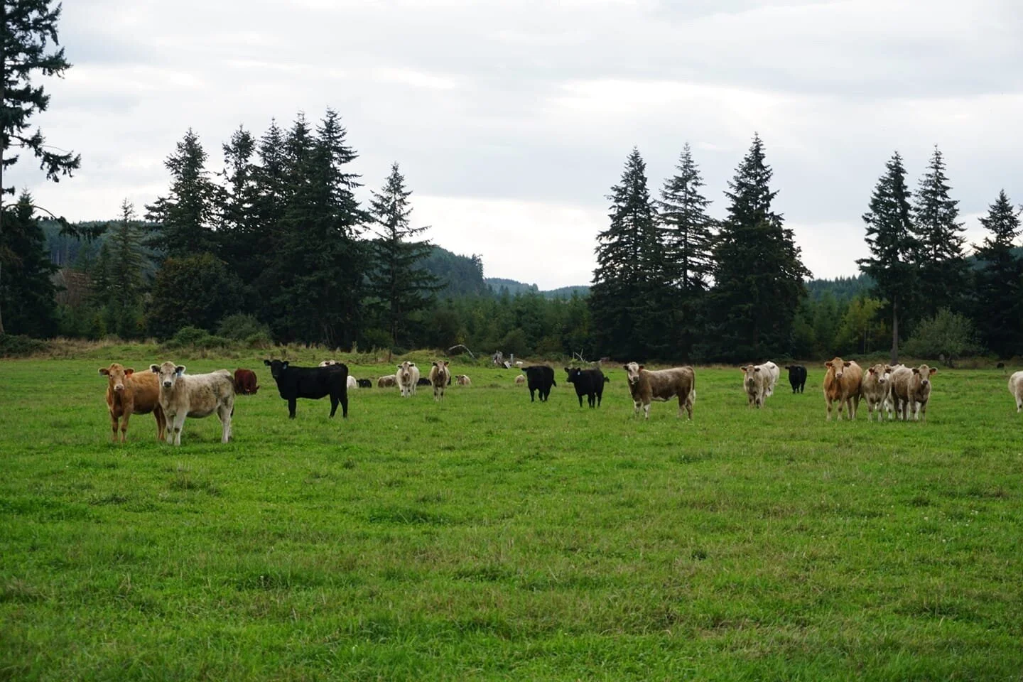 About — Cadillac Ranch Beef