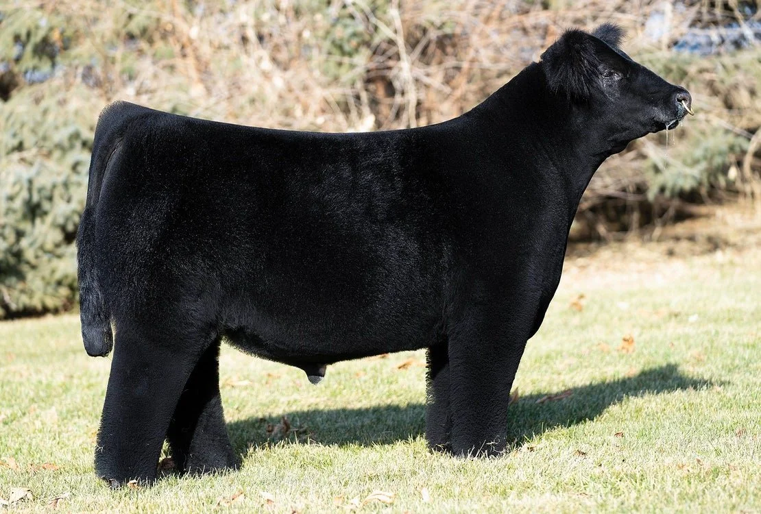 Bull Semen Available — The Bull Exchange