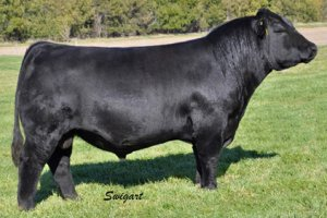 Bull Semen Available — The Bull Exchange