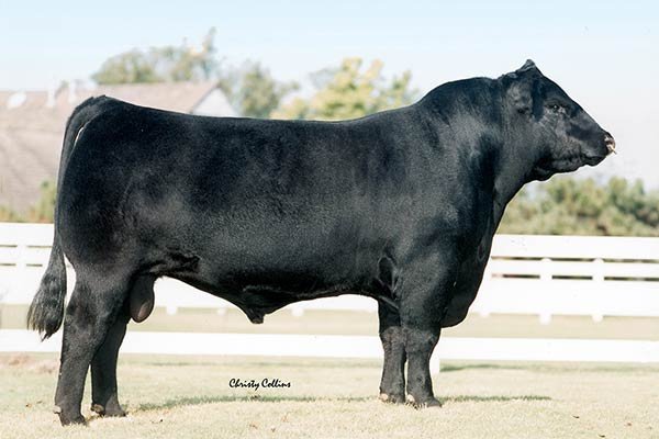 Bull Semen Available — The Bull Exchange