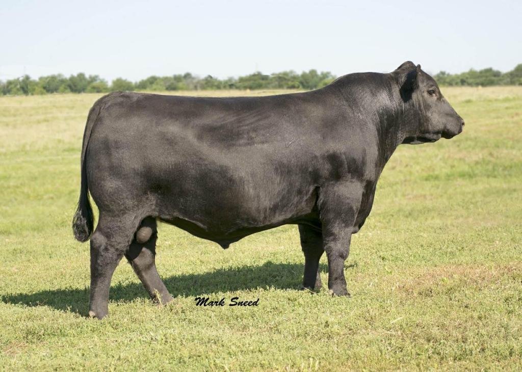 Bull Semen Available — The Bull Exchange