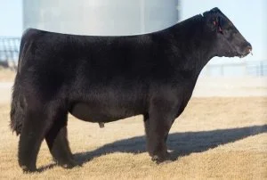 Bull Semen Available — The Bull Exchange