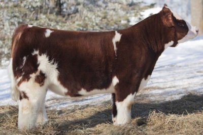 Bull Semen Available — The Bull Exchange