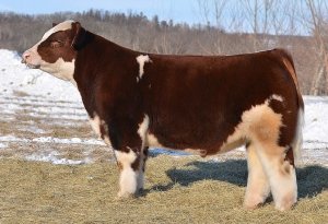 Bull Semen Available — The Bull Exchange