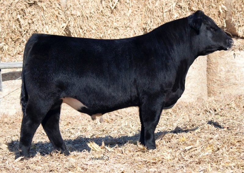 Bull Semen Available — The Bull Exchange