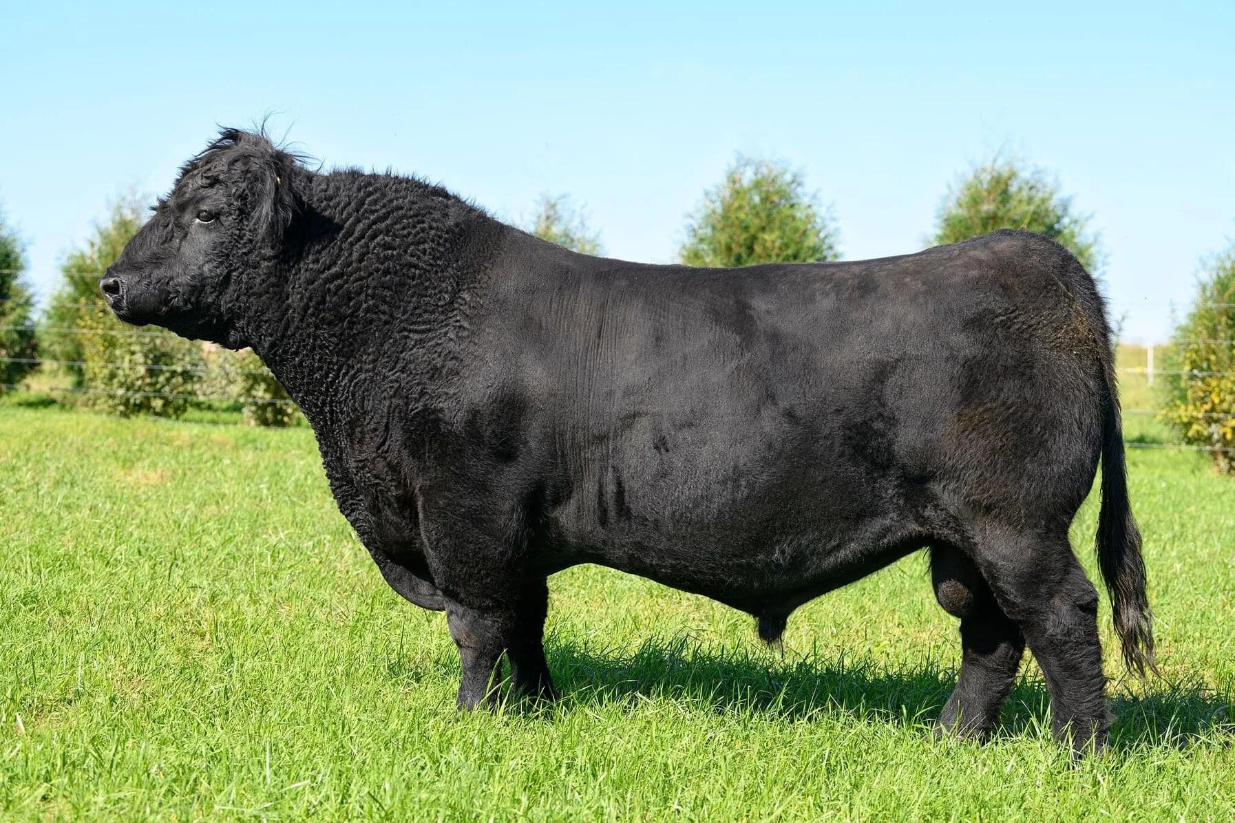 Bull Semen Available — The Bull Exchange