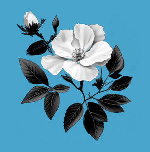 Alberta — Trax Codes