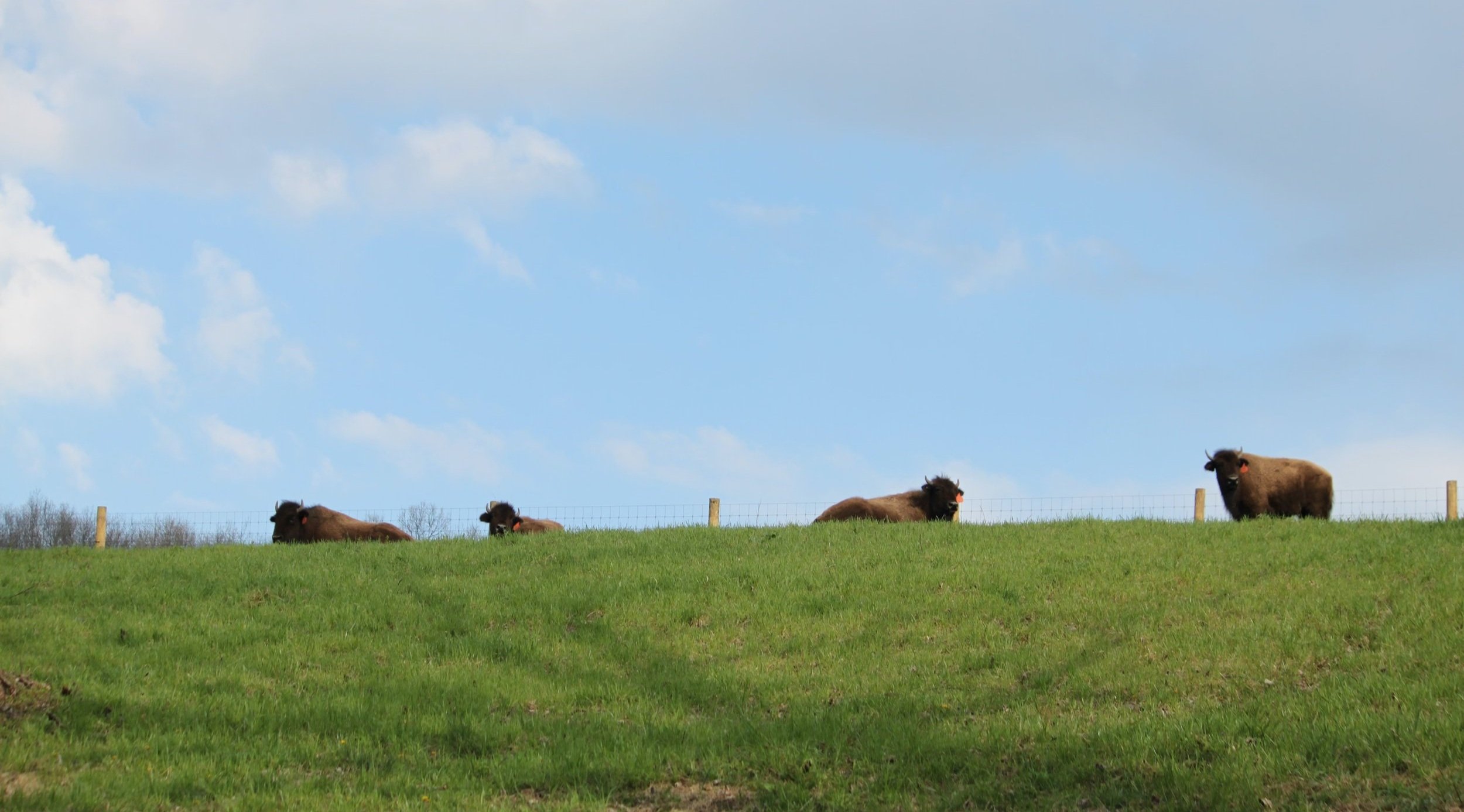 Bison Meat — Red Hollow Country
