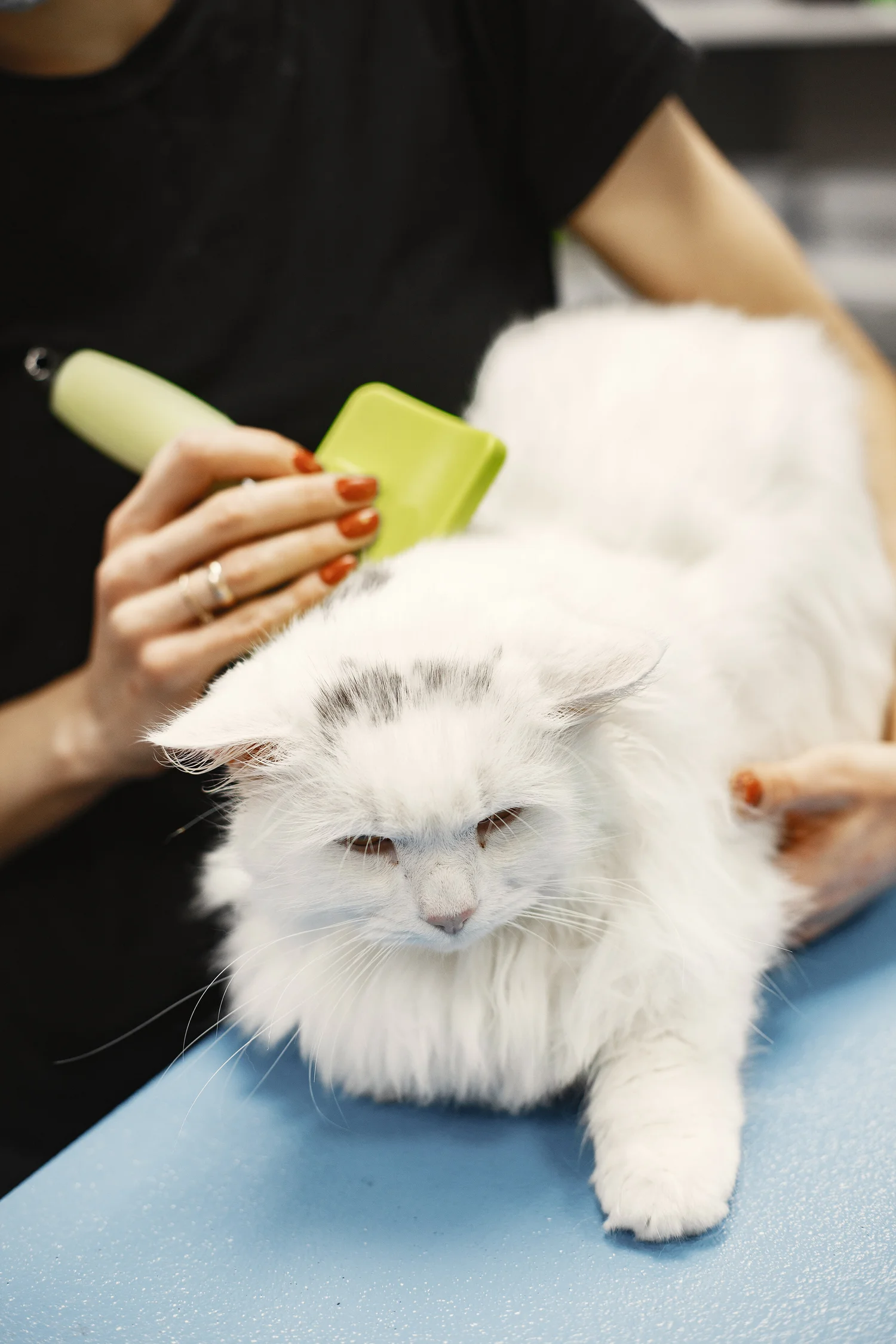 EarthWise Pet Marysville Mobile Pet Grooming Van - Dog & Cat Grooming ...