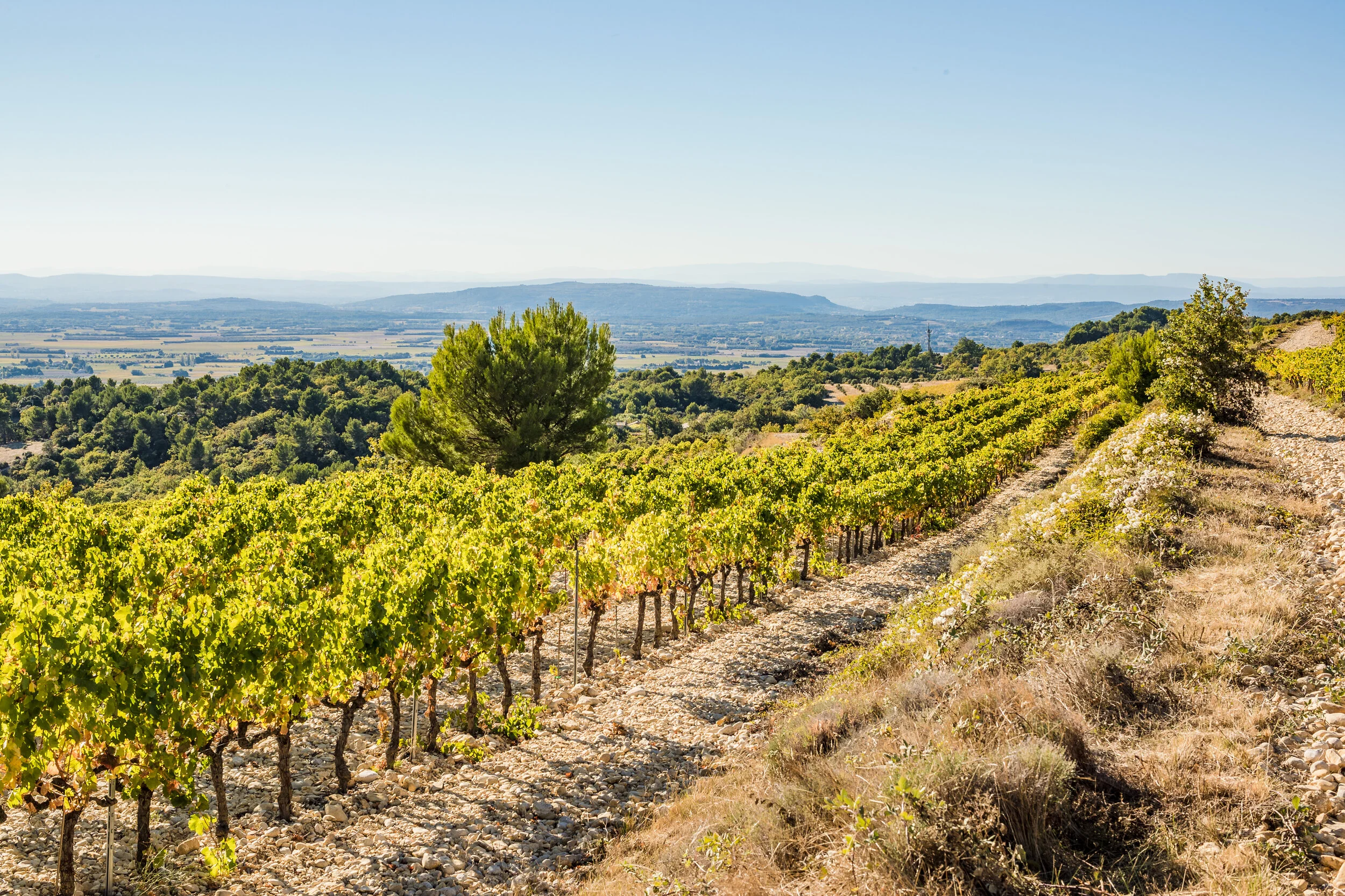 Le projet — Rhonéa Vignobles