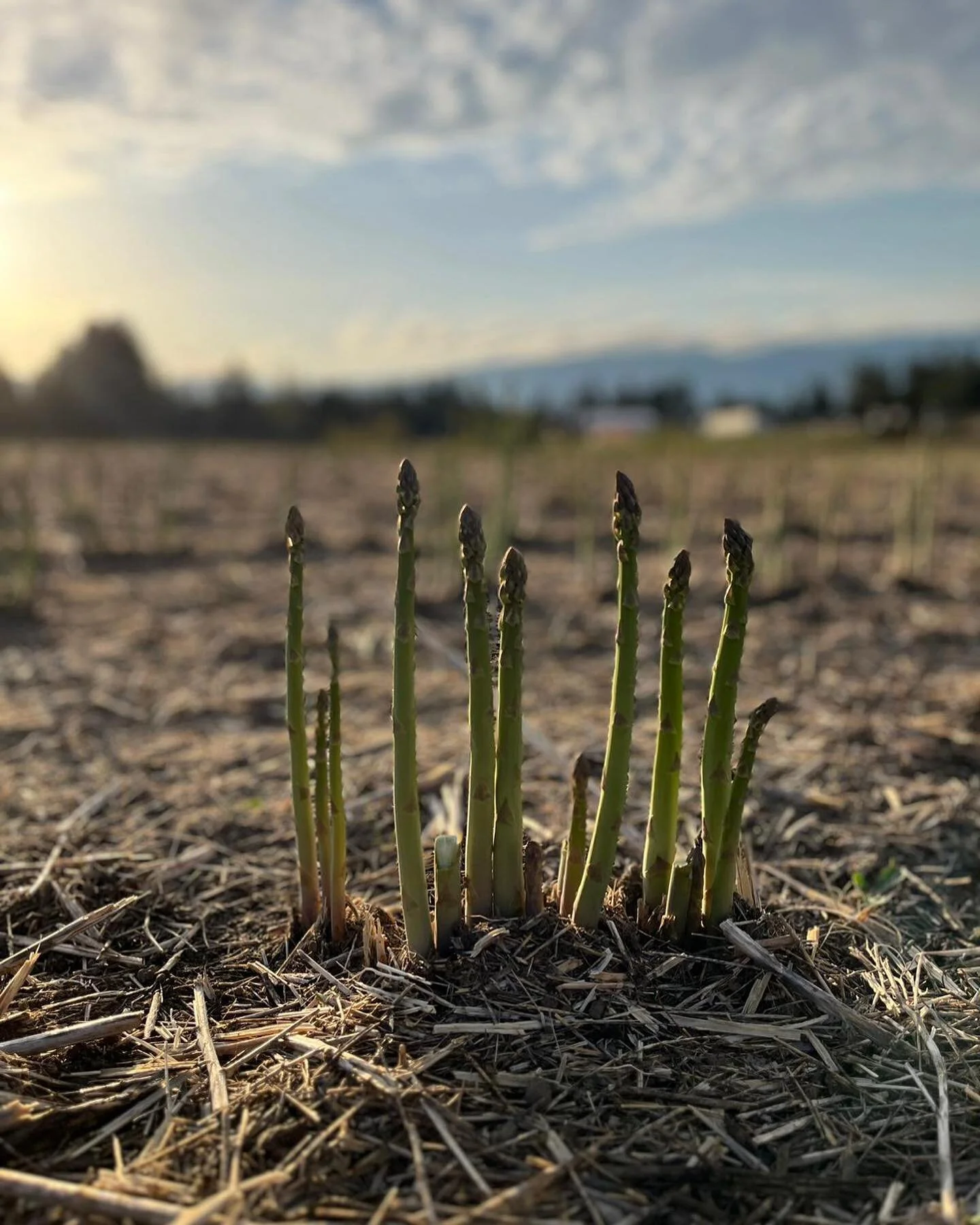 Sparrow Grass Field & Flower