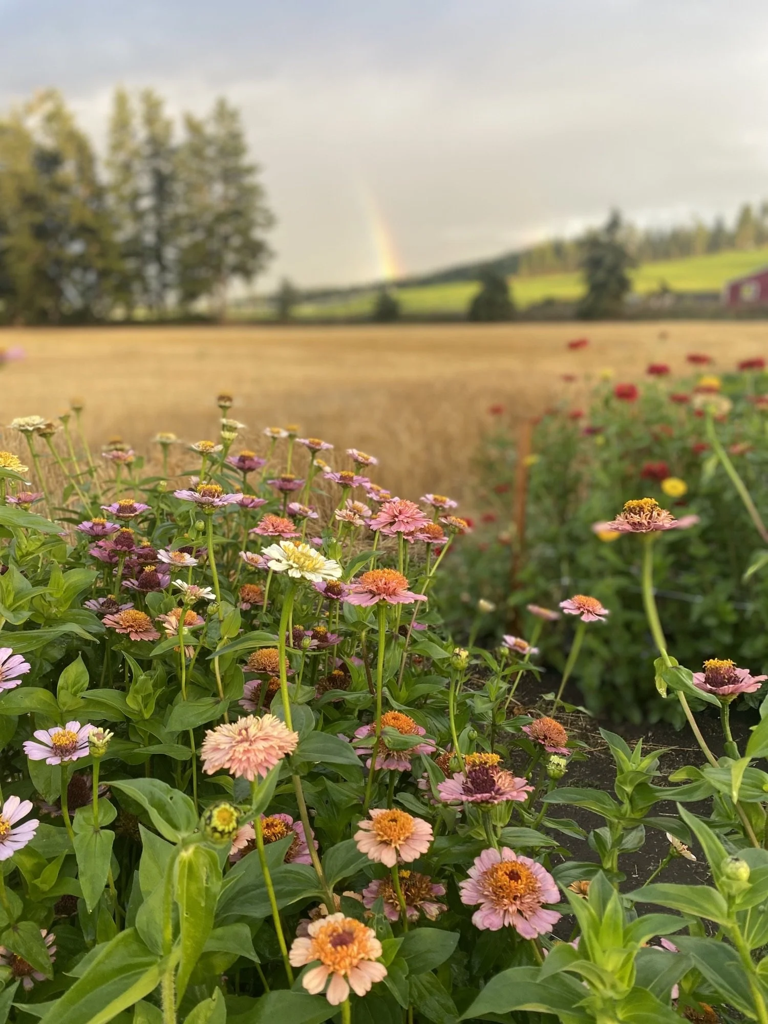 U-Pick Flowers — Sparrow Grass Field & Flower