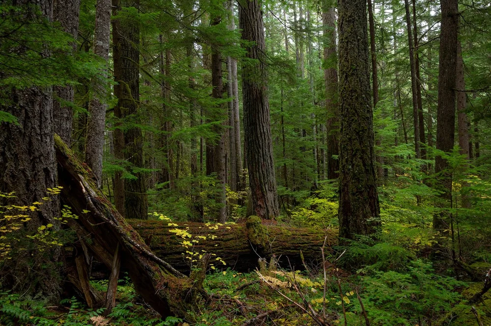 Pacific Northwest Forest Climate Alliance
