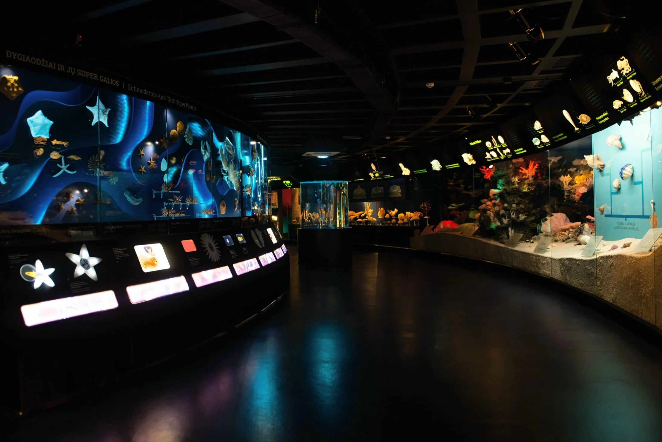 Sea Creatures & Their Superpowers — DADADA studio