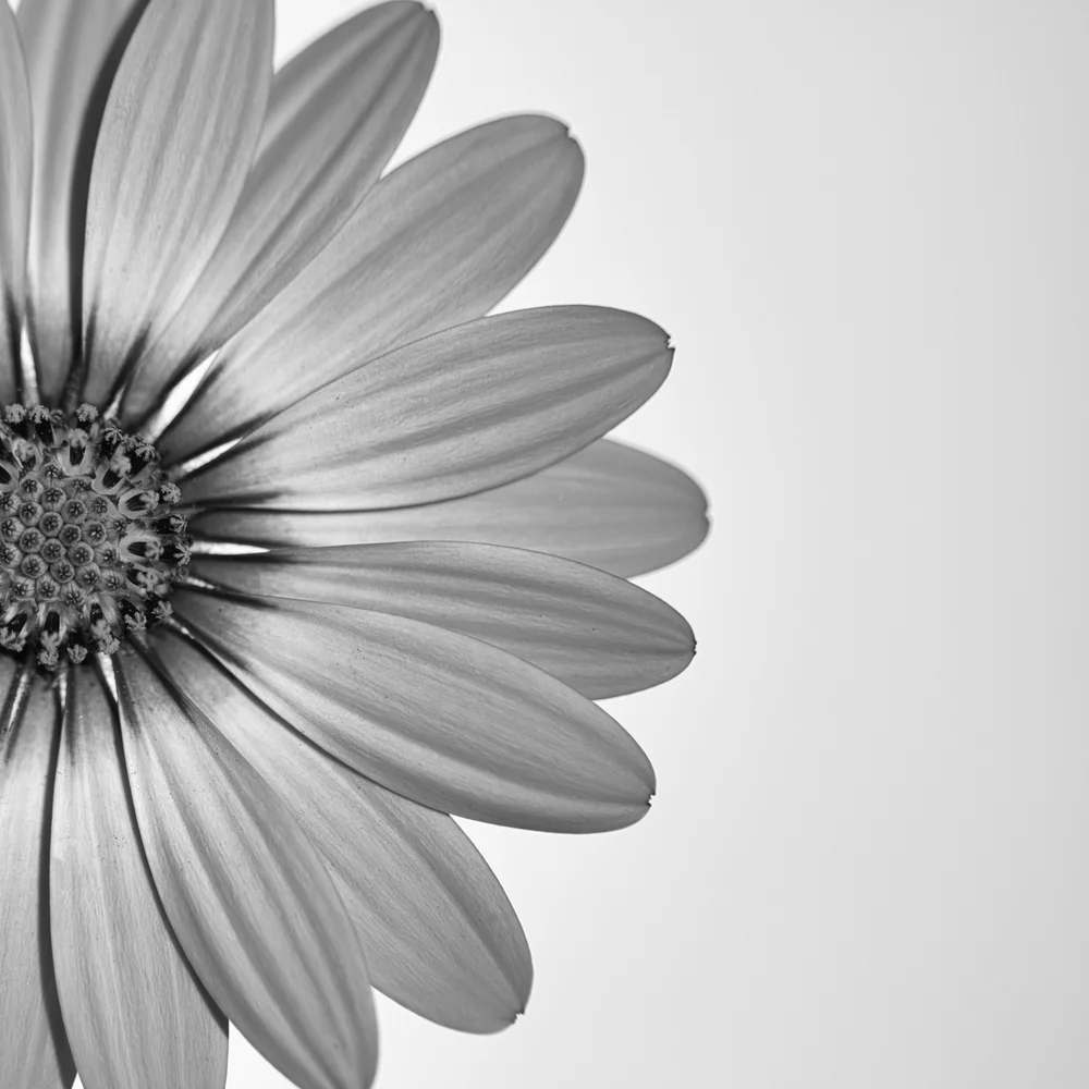 Macro — DARREN GENTLE PHOTOGRAPHY