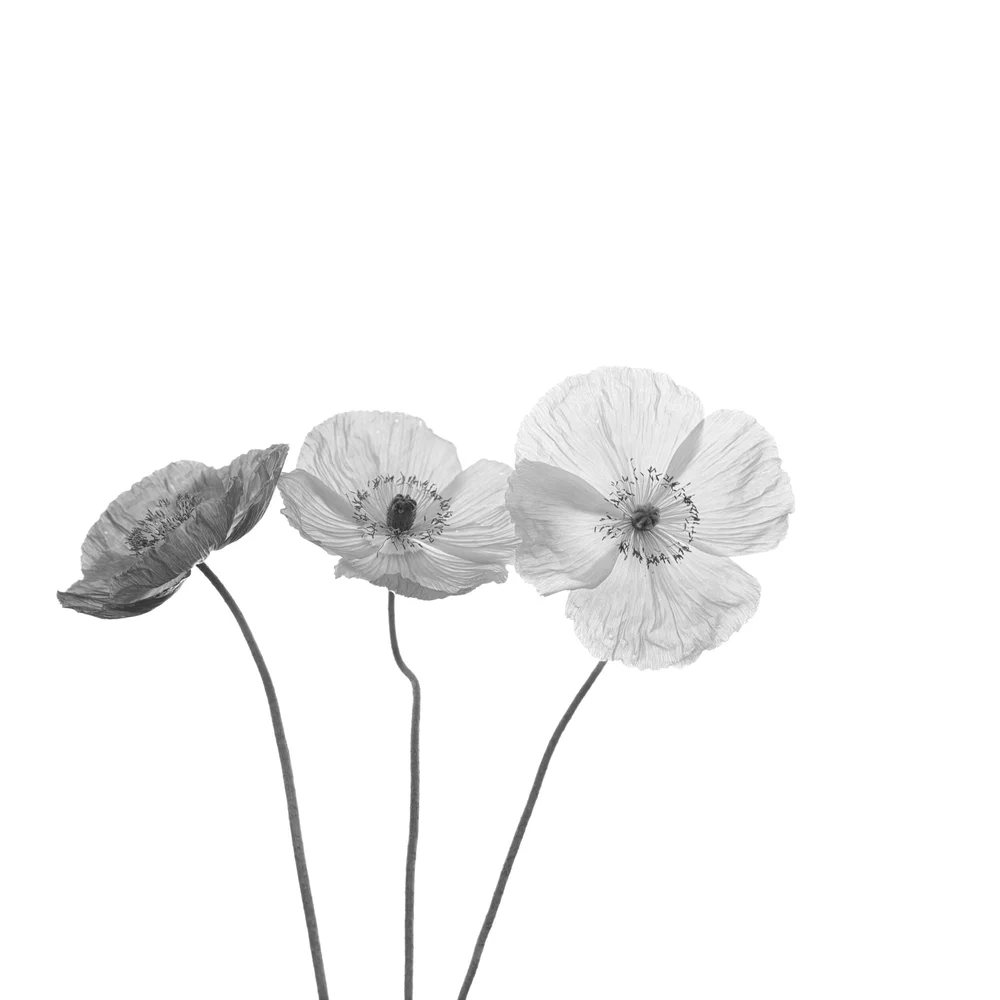 Macro — DARREN GENTLE PHOTOGRAPHY