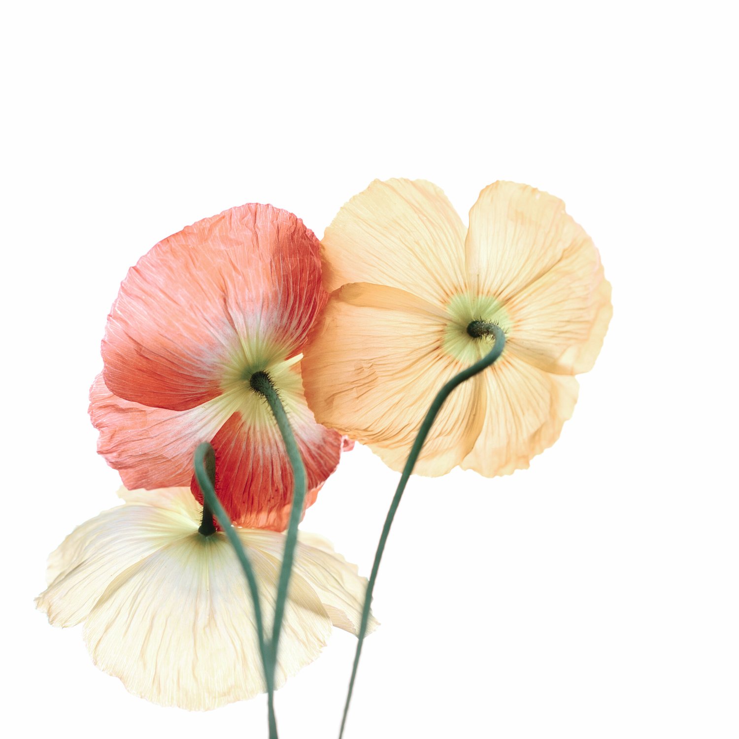 Macro — DARREN GENTLE PHOTOGRAPHY