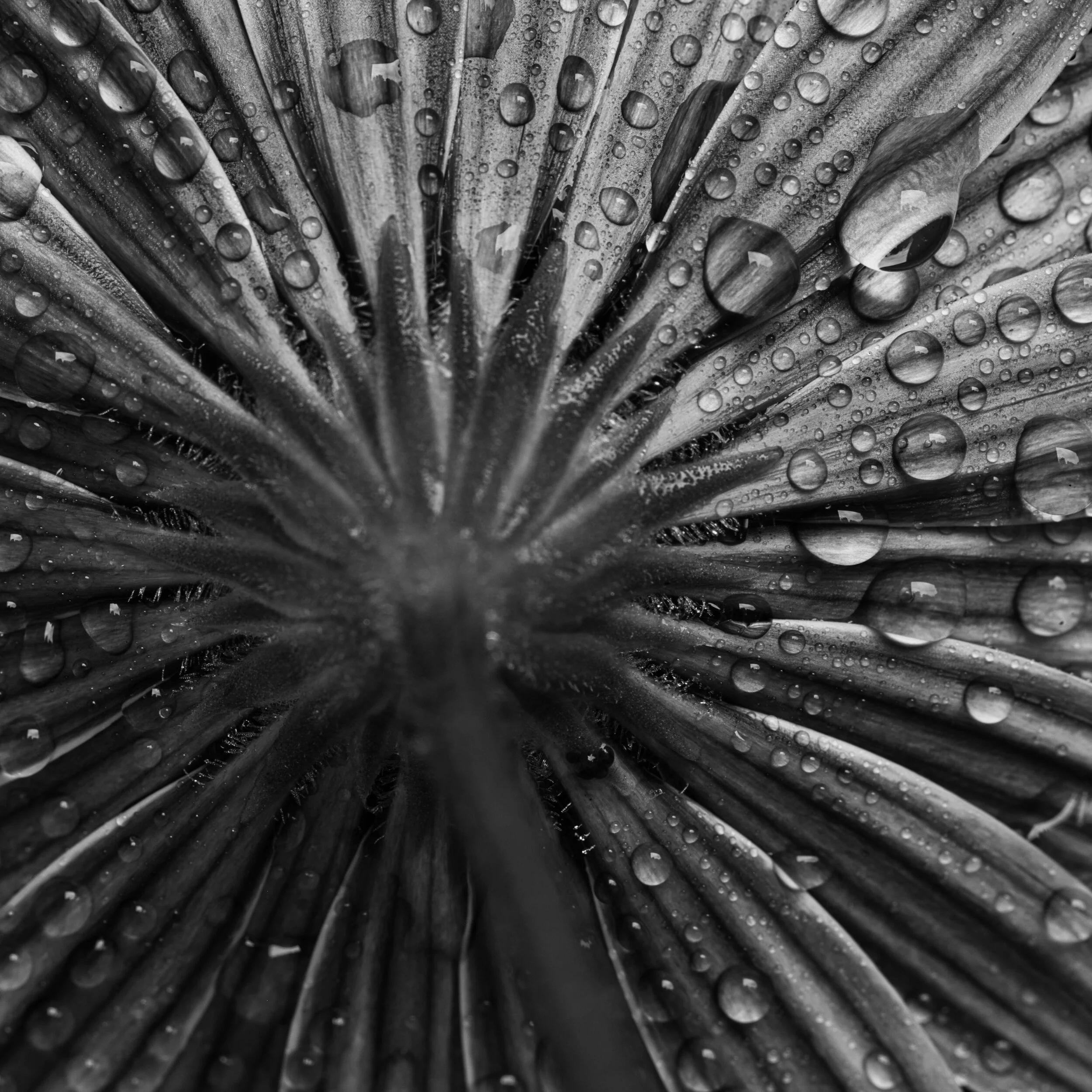 Macro — DARREN GENTLE PHOTOGRAPHY