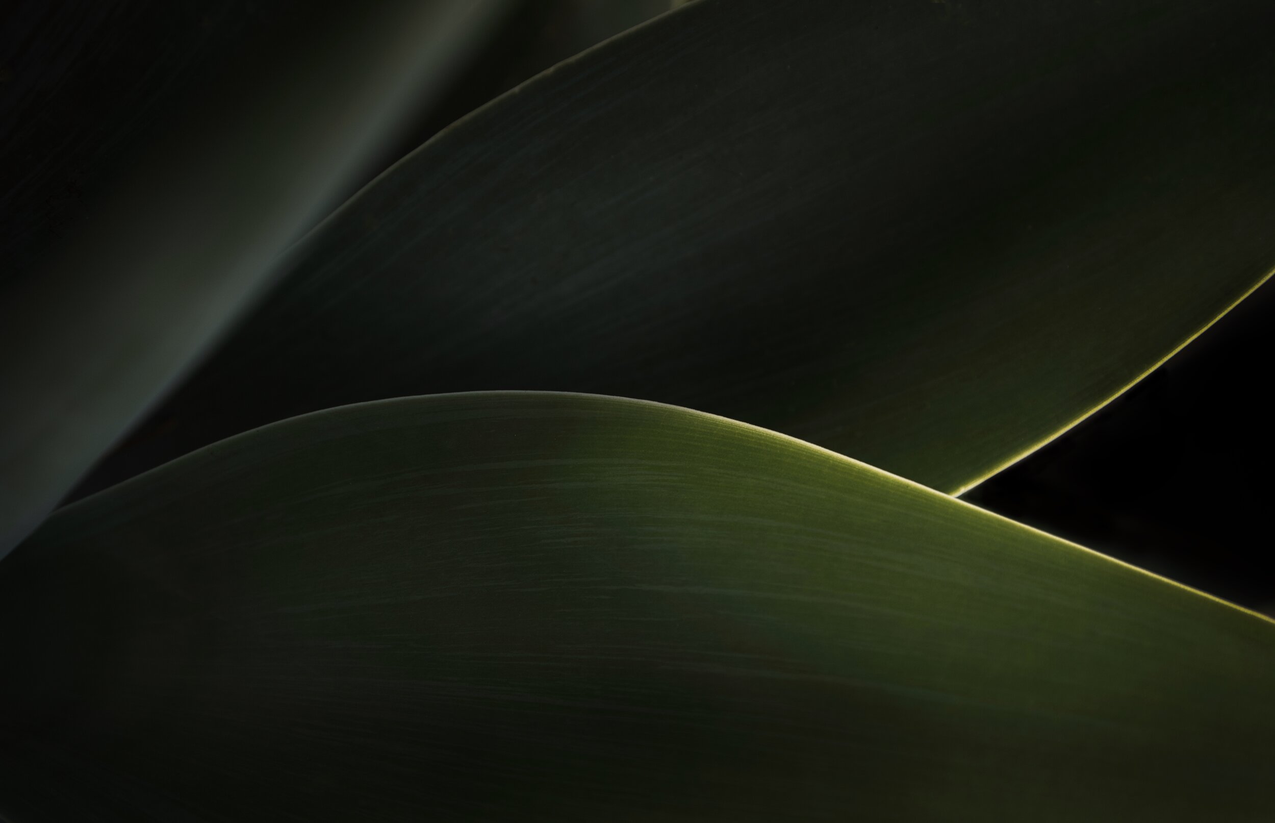 Macro — DARREN GENTLE PHOTOGRAPHY