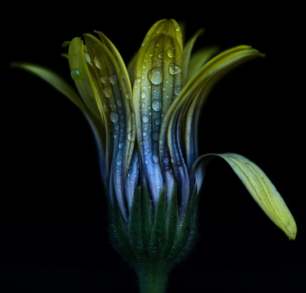 Macro — DARREN GENTLE PHOTOGRAPHY