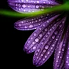 Macro — DARREN GENTLE PHOTOGRAPHY