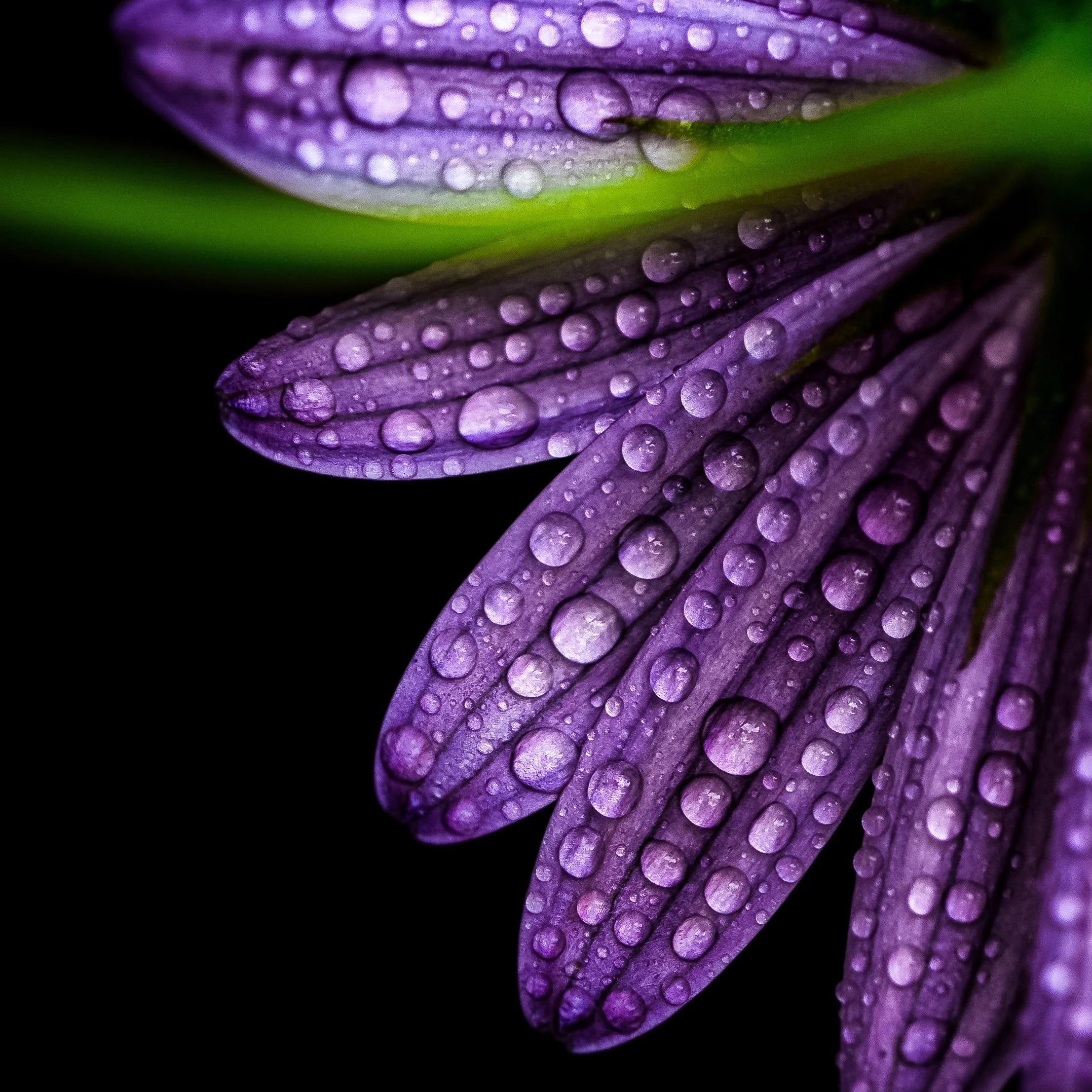 Macro — DARREN GENTLE PHOTOGRAPHY