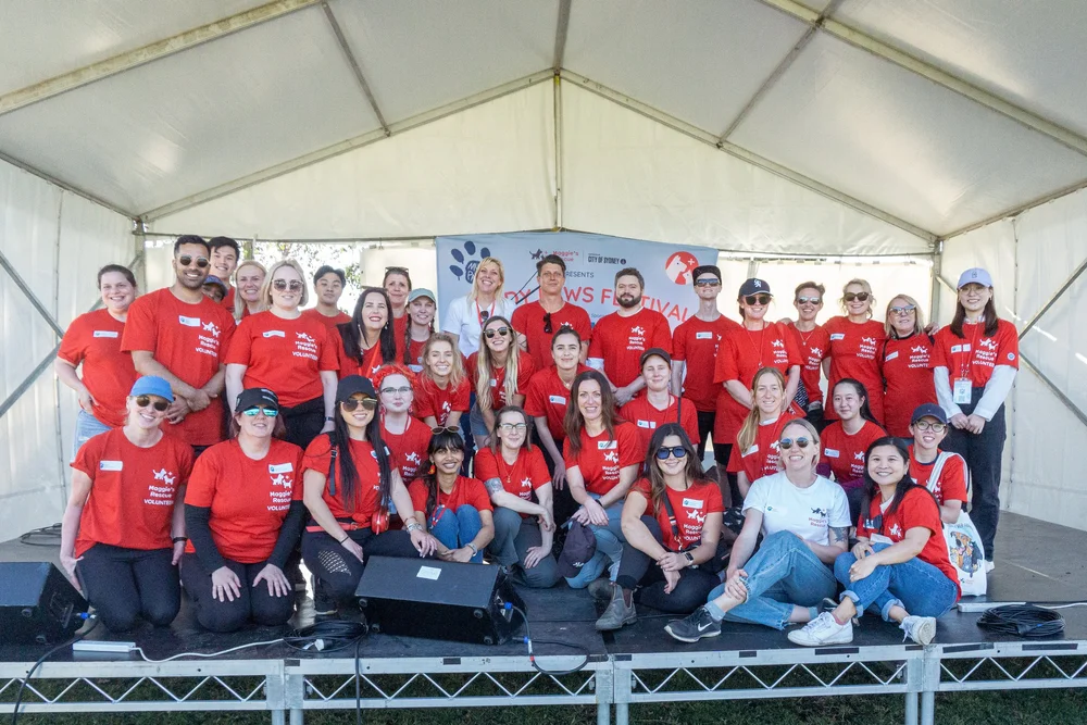 Volunteer — Maggie's Rescue