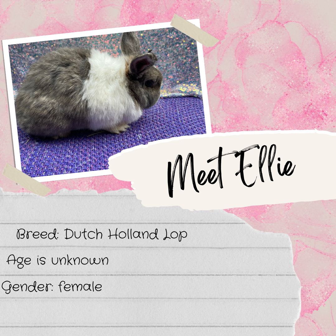 Gallery 1 — Save A Bun Rabbit Rescue