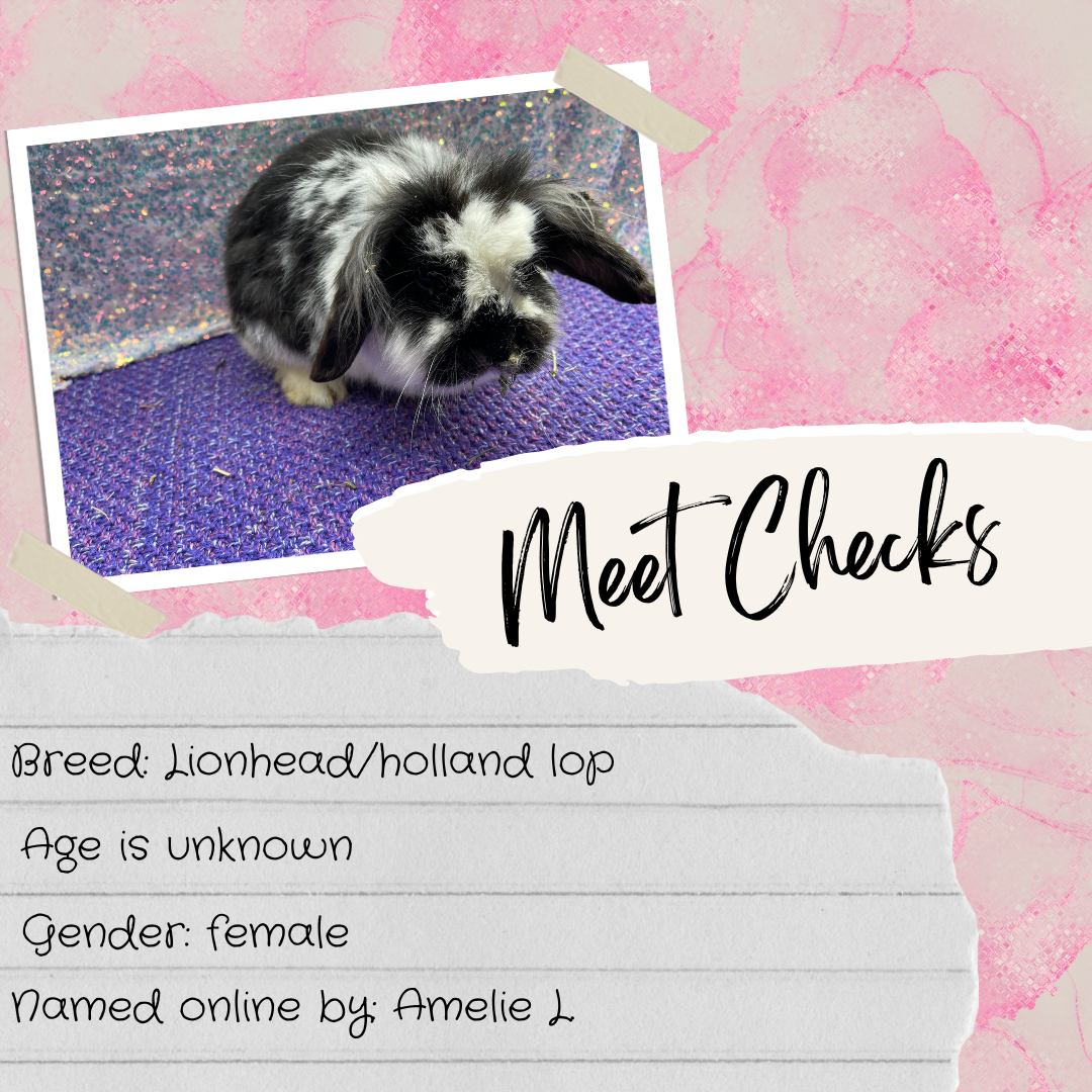 Gallery 1 — Save A Bun Rabbit Rescue