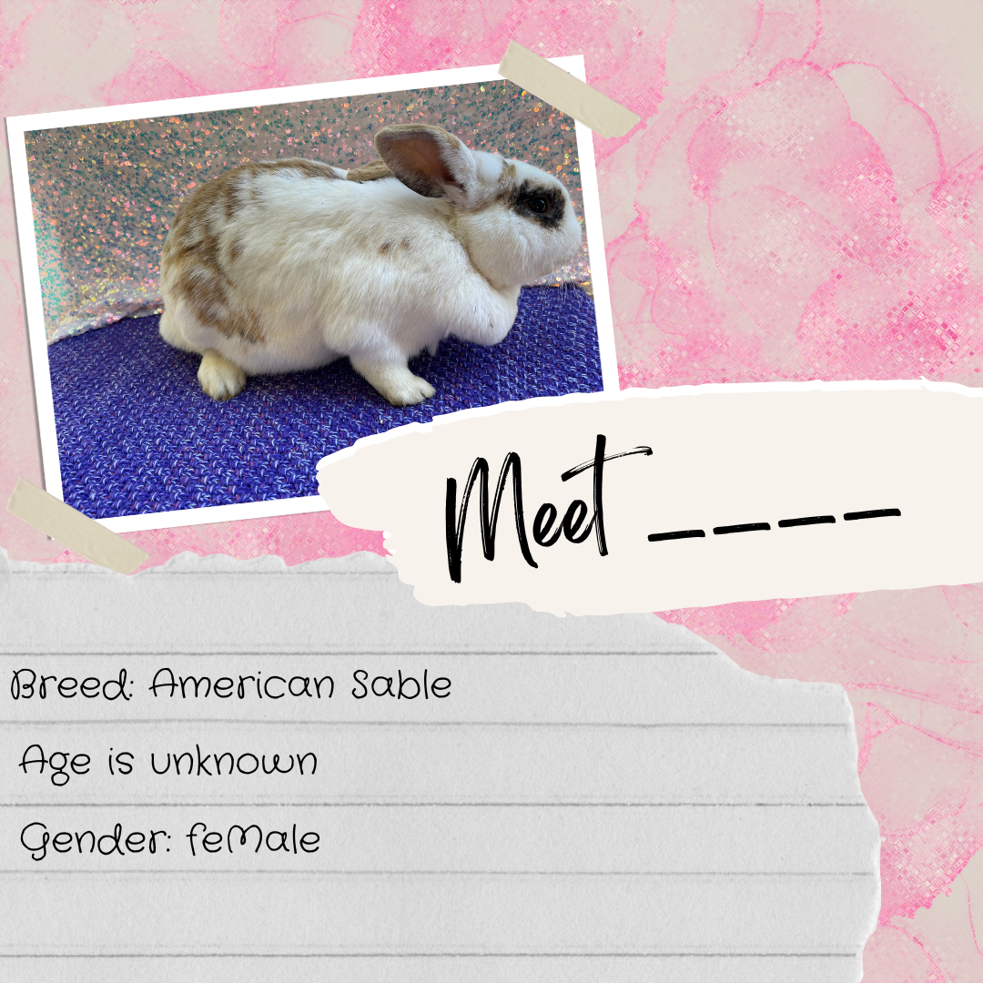 Gallery 1 — Save A Bun Rabbit Rescue