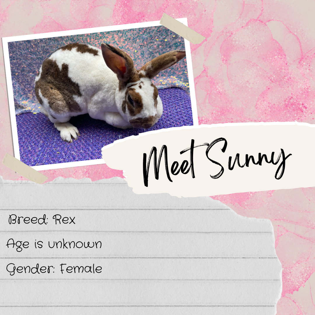 Gallery 1 — Save A Bun Rabbit Rescue