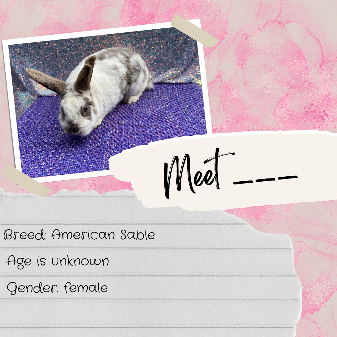 Gallery 1 — Save A Bun Rabbit Rescue