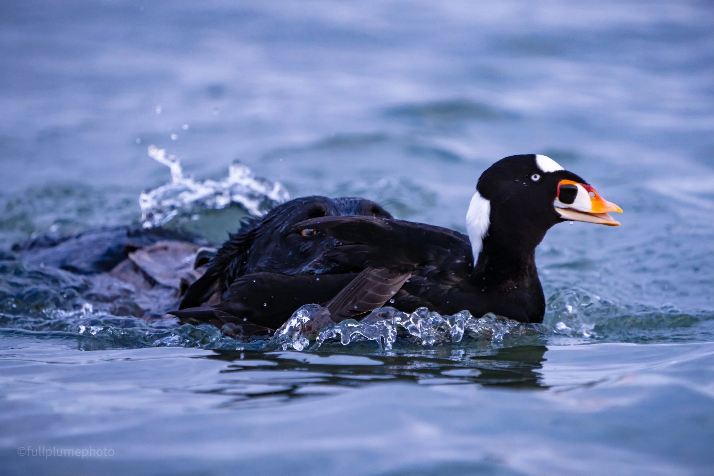 San Francisco Guided Hunts