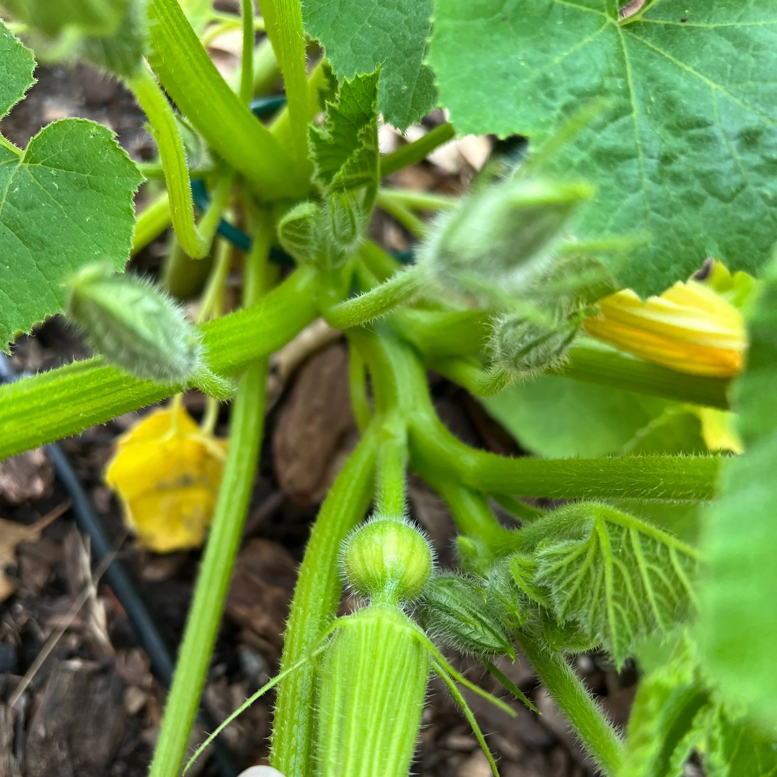 Heirloom Gardening with the Three Sisters and Seed Bank — Cherokees of ...