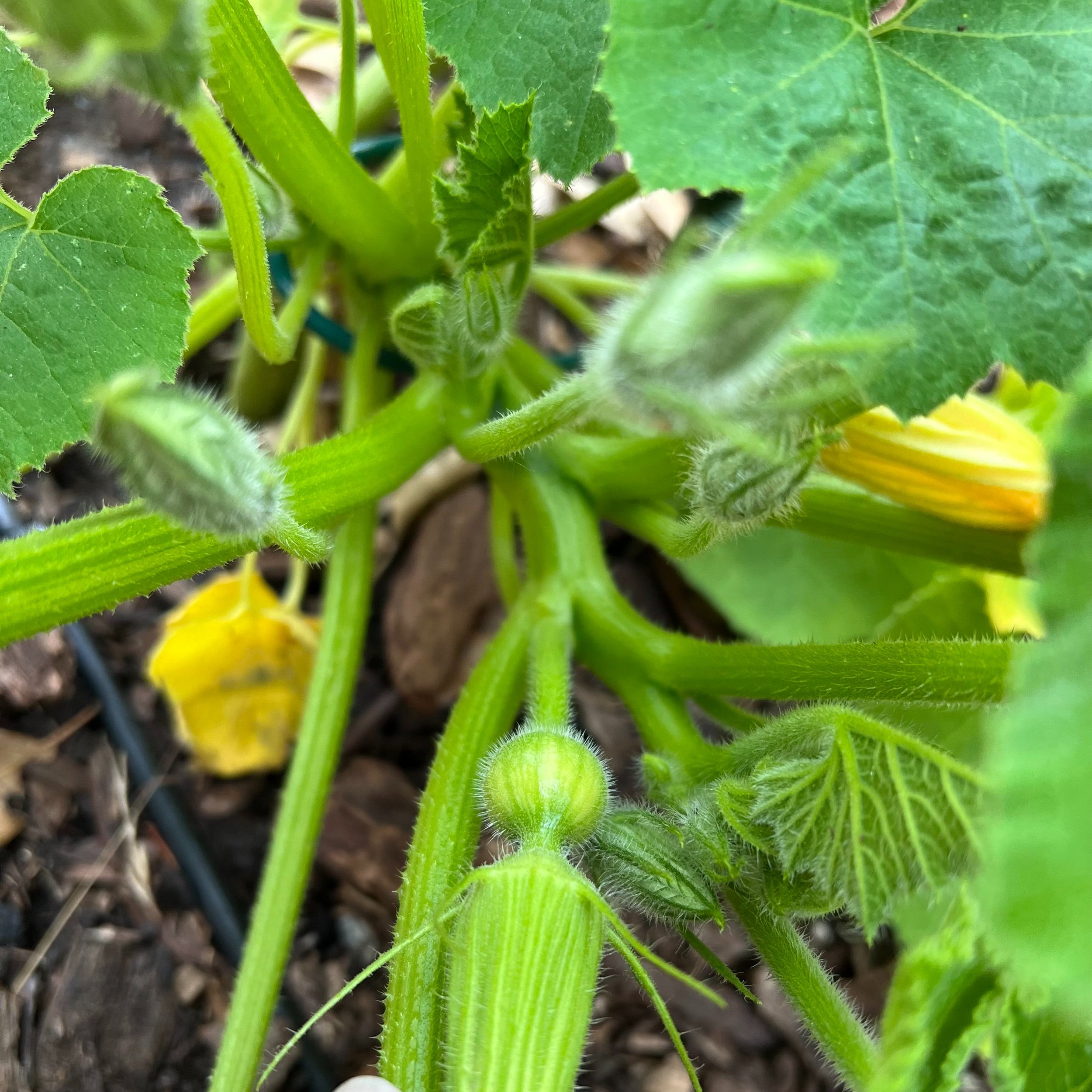 Heirloom Gardening with the Three Sisters and Seed Bank — Cherokees of ...