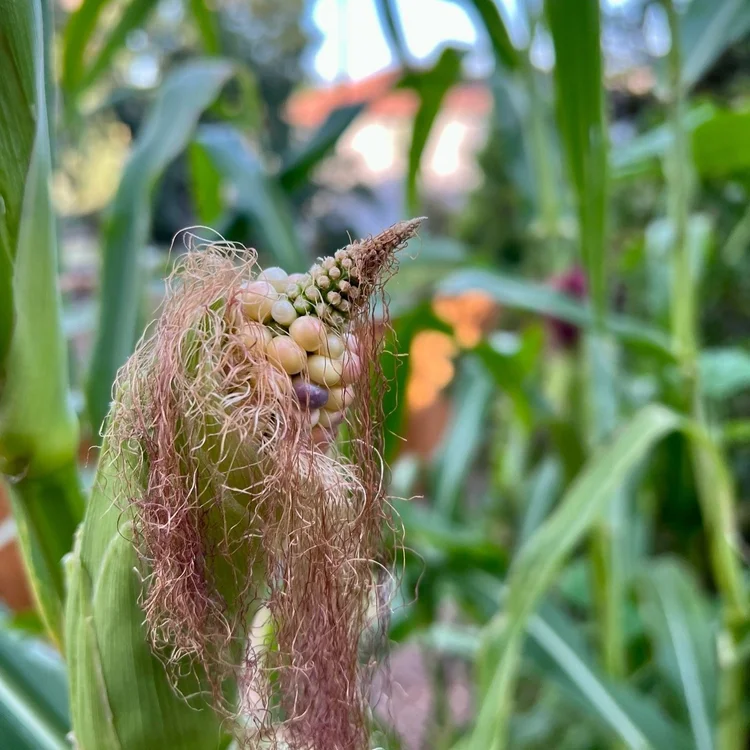 Heirloom Gardening with the Three Sisters and Seed Bank — Cherokees of ...