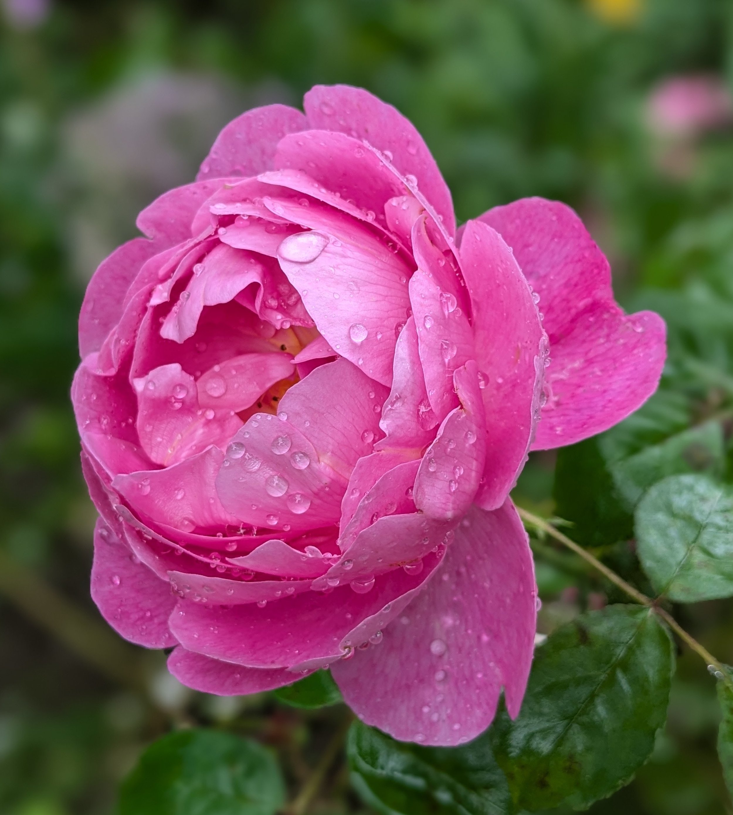 Rosier David Austin Claire Austin - Rosier Buisson et Grimpant ...