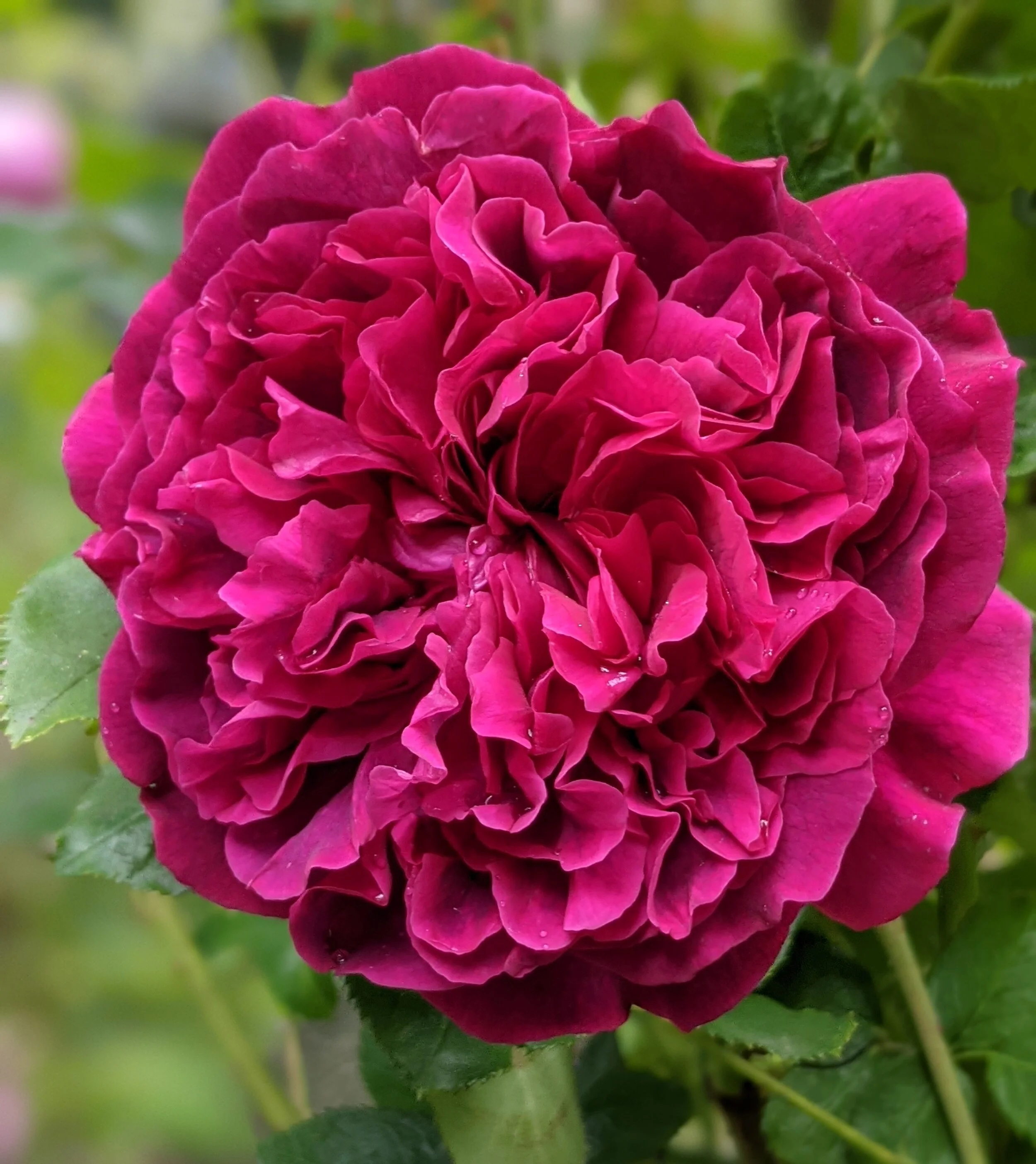 Royal Jubilee — Rosiers Anglais