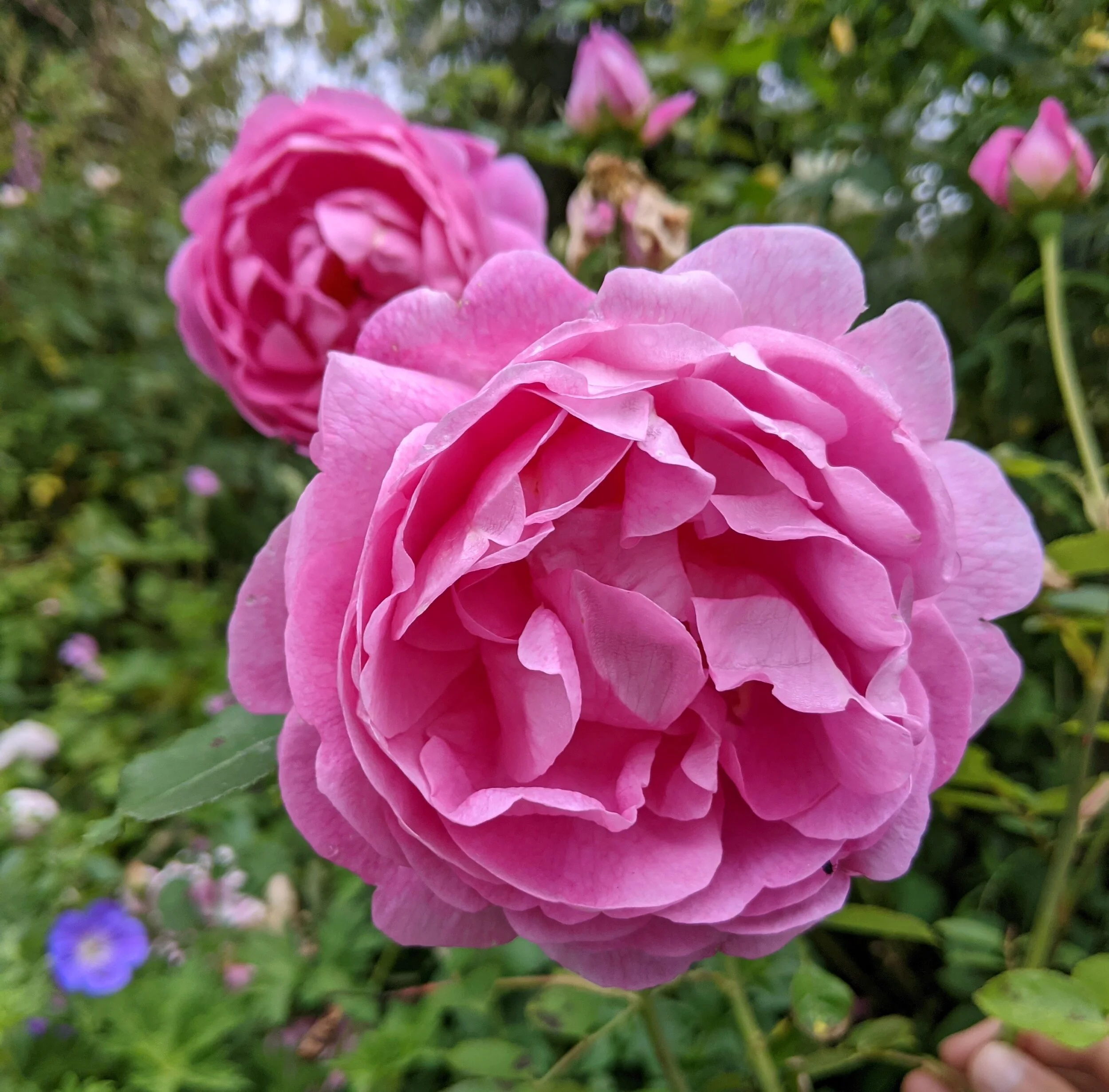 Rosier David Austin Claire Austin - Rosier Buisson et Grimpant ...