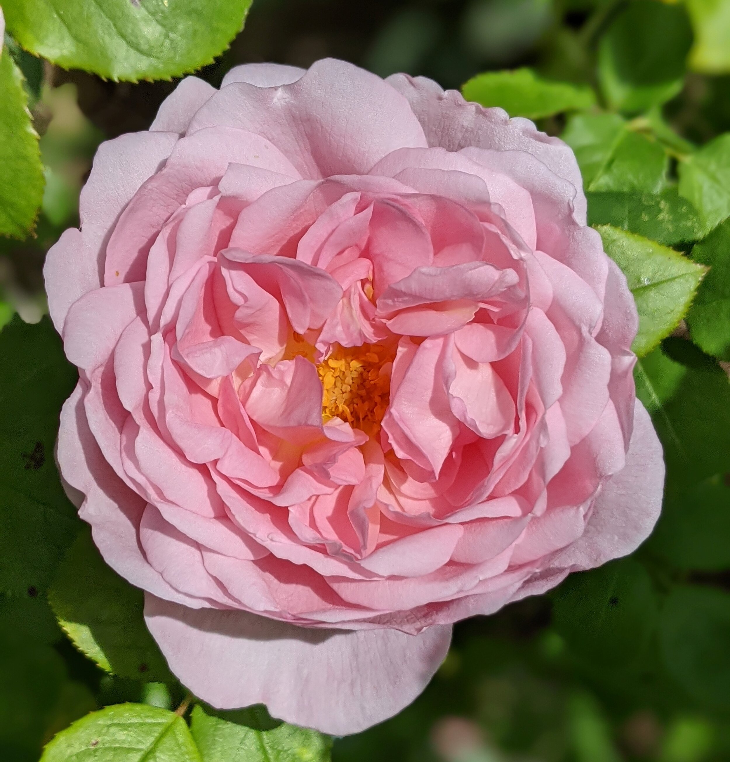 Rosier David Austin Claire Austin - Rosier Buisson et Grimpant ...