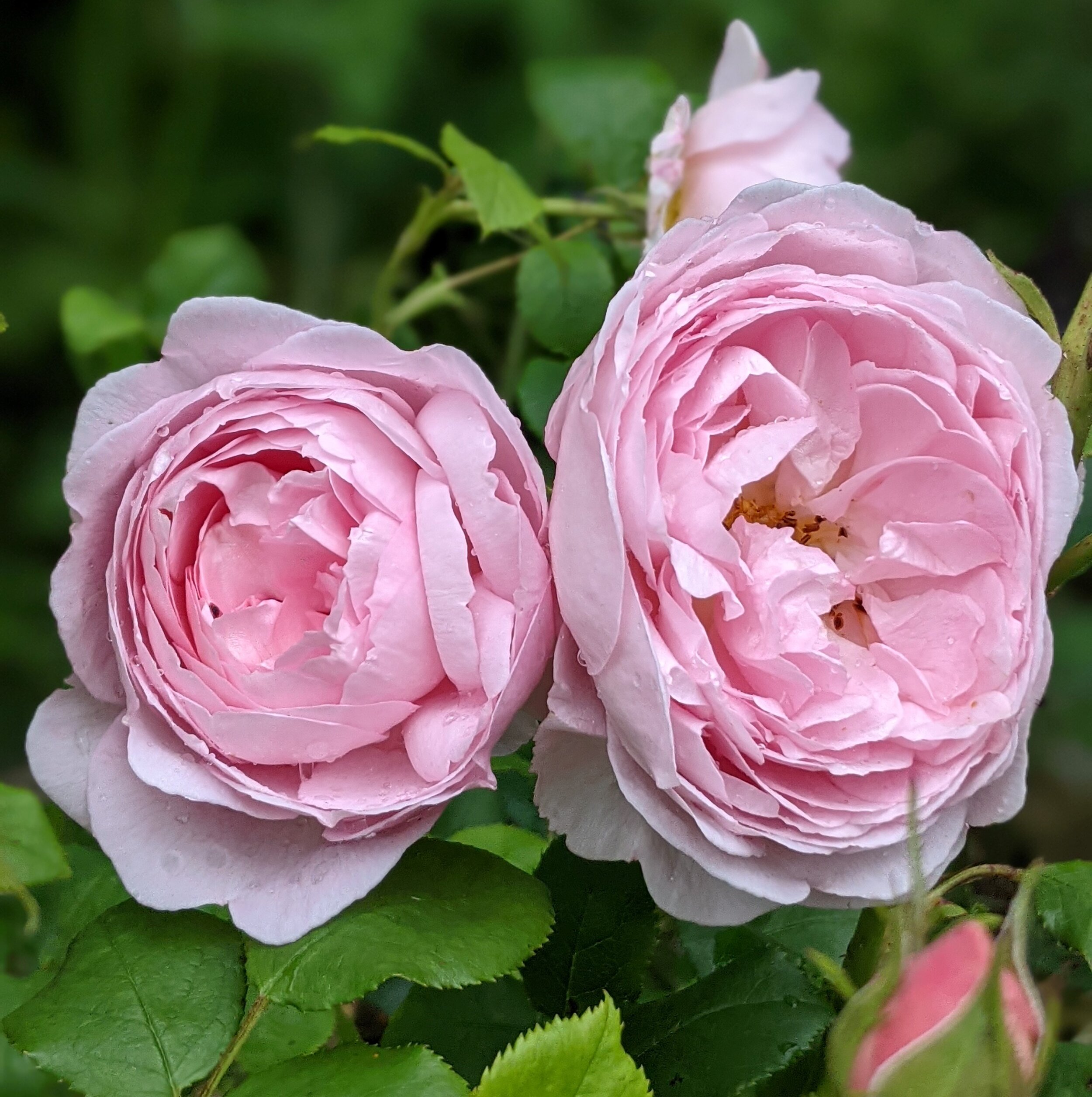Rosier David Austin Claire Austin - Rosier Buisson et Grimpant ...