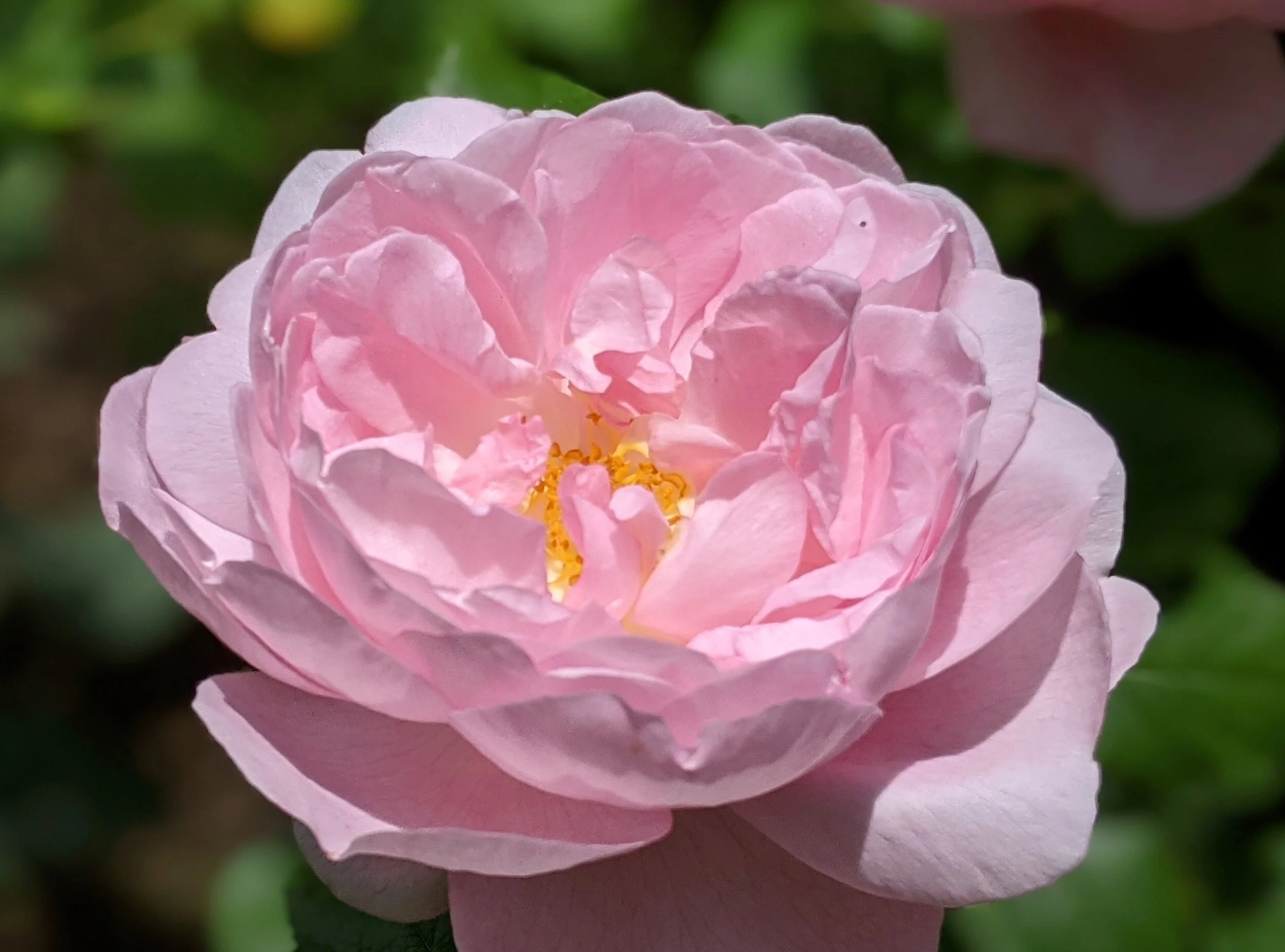 Rosier David Austin Claire Austin - Rosier Buisson et Grimpant ...