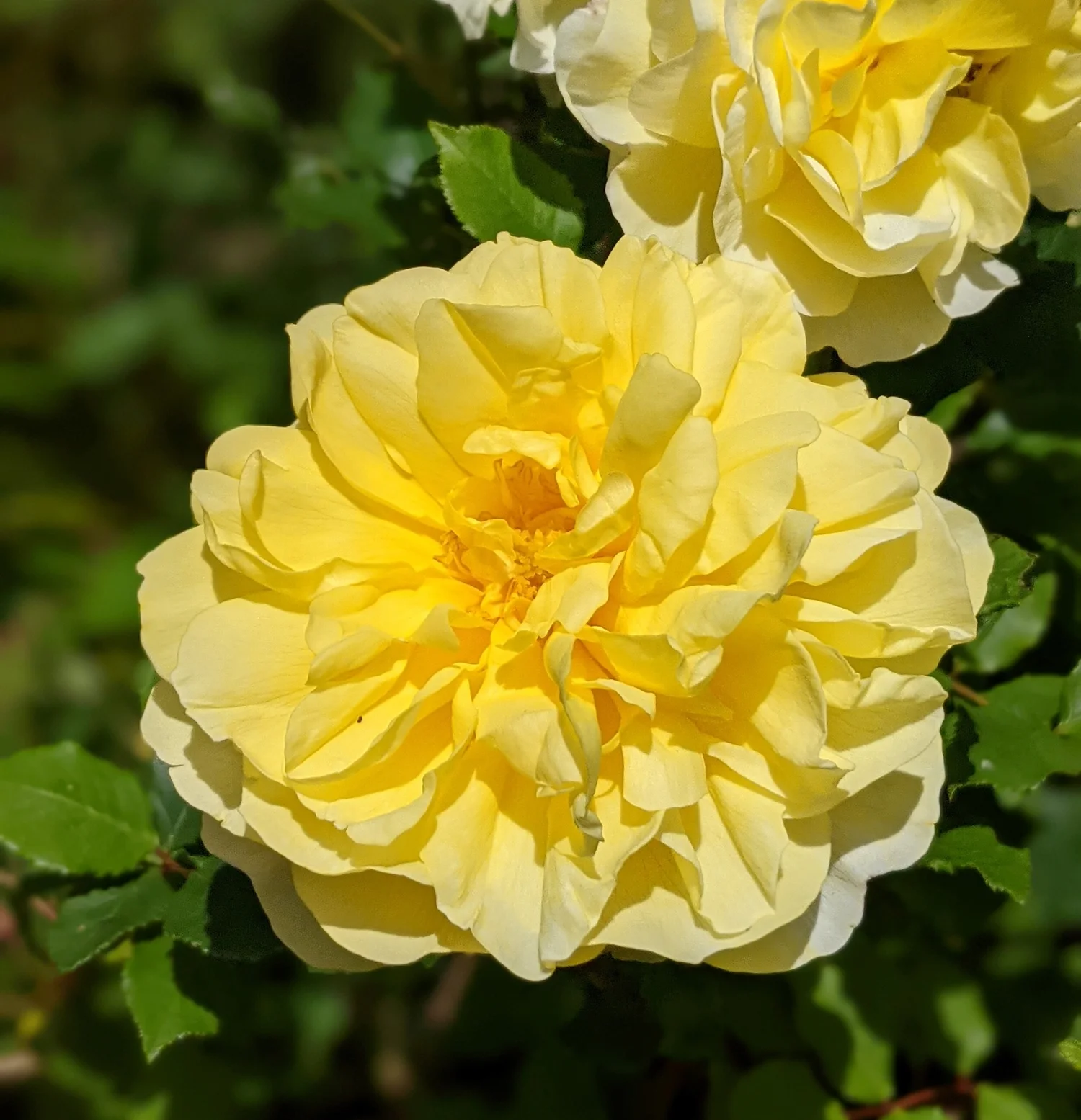 Rosier David Austin Claire Austin - Rosier Buisson et Grimpant ...