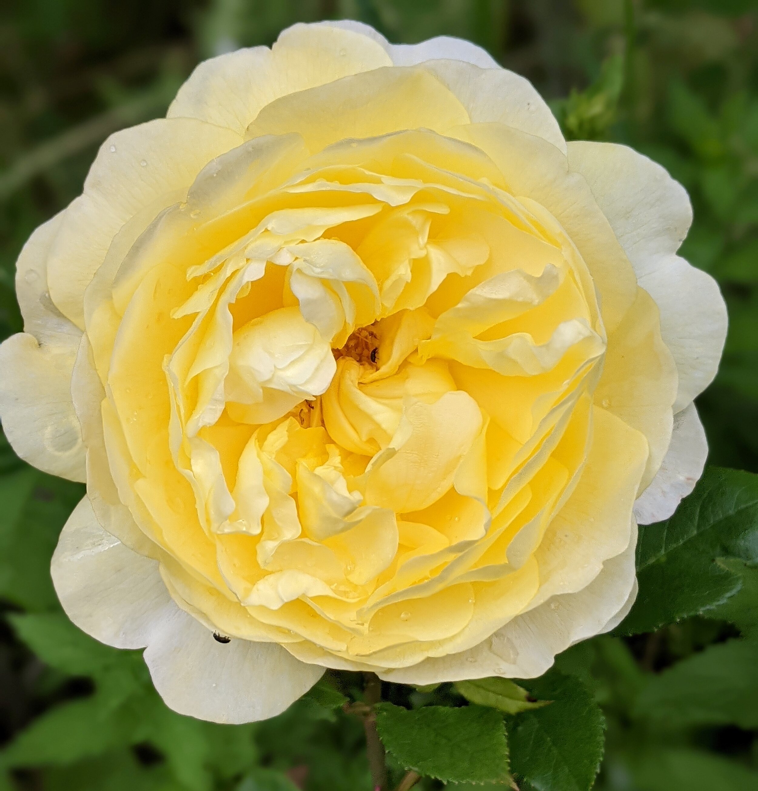 Rosier David Austin Claire Austin - Rosier Buisson et Grimpant ...