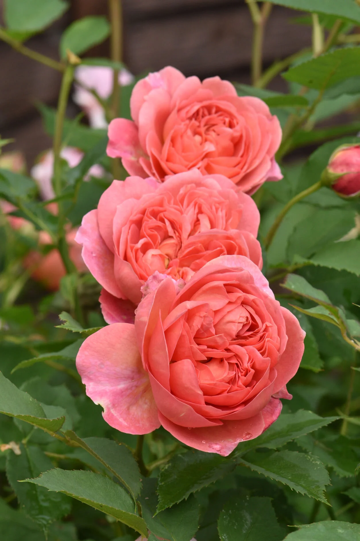 Rosier David Austin Claire Austin - Rosier Buisson et Grimpant ...