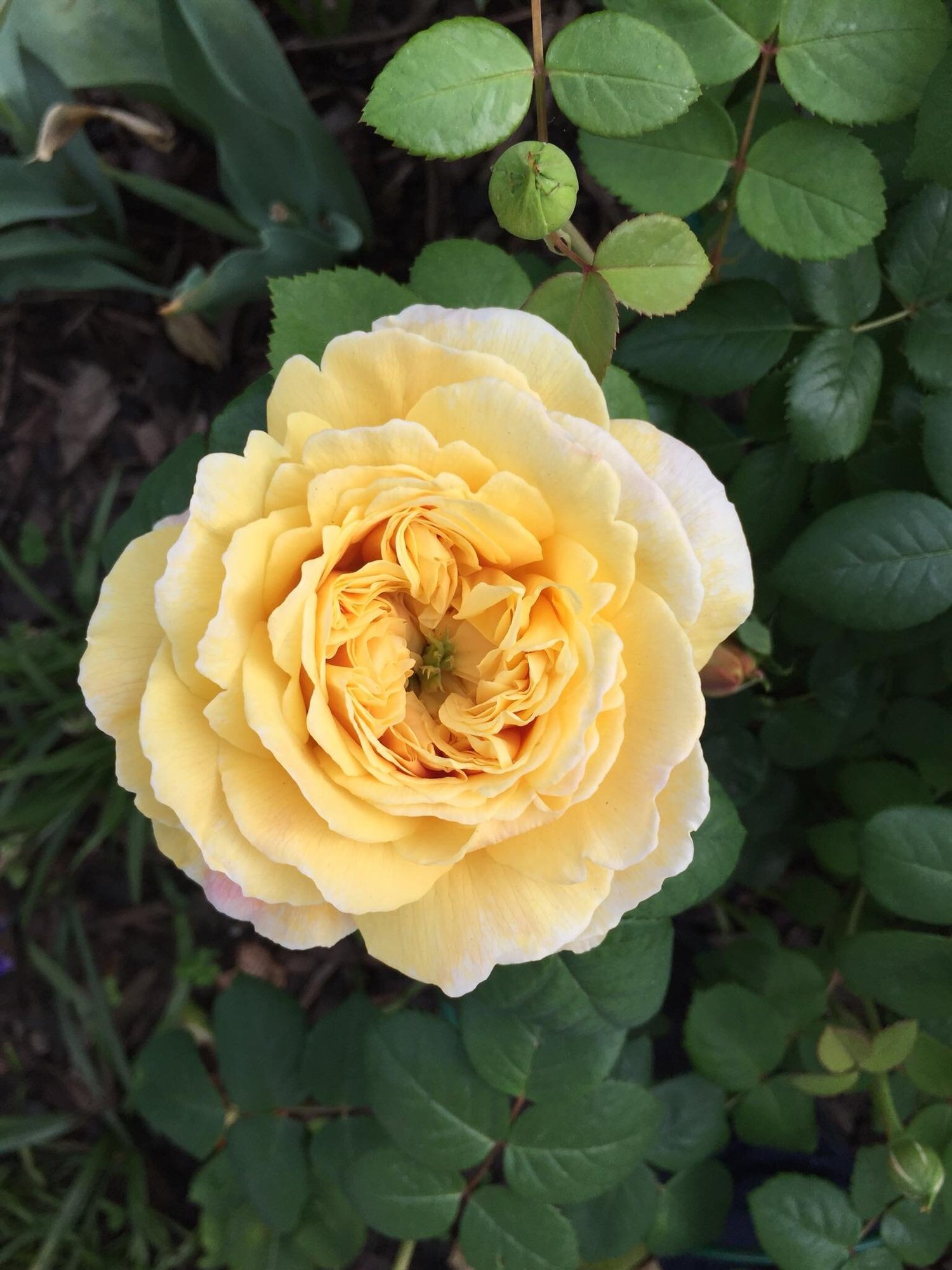 Rosier David Austin Claire Austin - Rosier Buisson et Grimpant ...