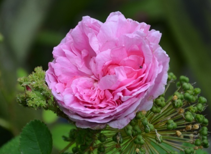 Ferdinand Pichard — Rosiers Anglais
